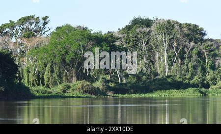 Rivers and creeks in the Pantanal are lined with tall trees Stock Photo ...