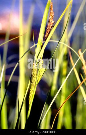 water sedge (Carex aquatilis Stock Photo - Alamy