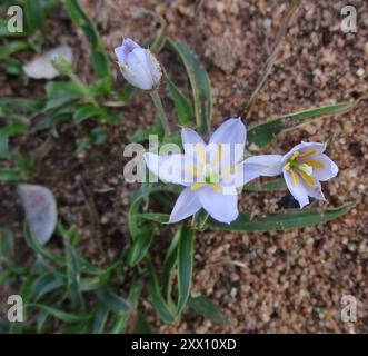 (Xerophyta humilis) Plantae Stock Photo - Alamy