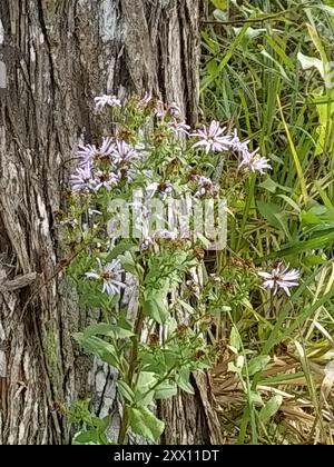 Elliott's aster (Symphyotrichum elliottii) Plantae Stock Photo - Alamy