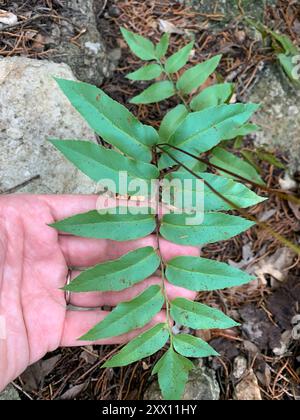 Mexican Flowering Fern (Anemia mexicana) Plantae Stock Photo - Alamy