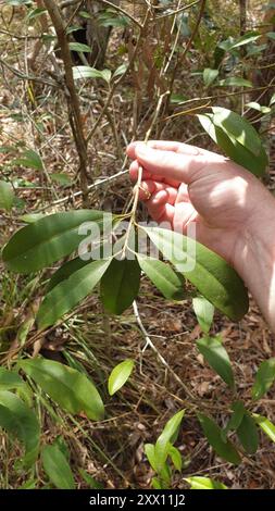 Brush Muttonwood (Myrsine howittiana) Plantae Stock Photo - Alamy