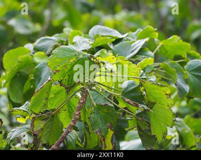 (Acalypha angatensis) Plantae Stock Photo - Alamy