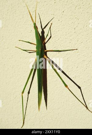 Slantface Grasshoppers (Acrida) Insecta Stock Photo - Alamy