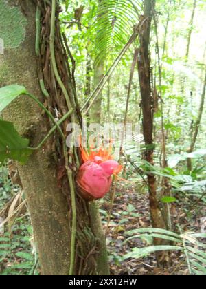 flame tree (Brownea macrophylla), Plantae, Carrera 11, Garagoa ...
