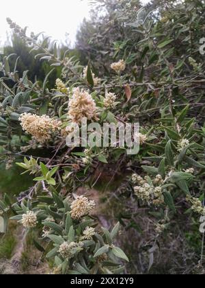 Sagewood (Buddleja salviifolia) Plantae Stock Photo - Alamy