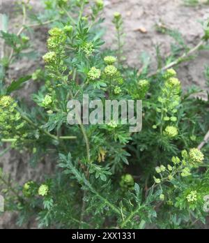 Common Cotula (Cotula australis) Plantae Stock Photo - Alamy