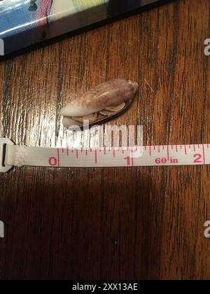 Lettered Olive (Oliva sayana) Mollusca Stock Photo - Alamy