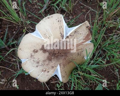 Beefsteak Termite Mushroom (Termitomyces umkowaan) Fungi Stock Photo ...