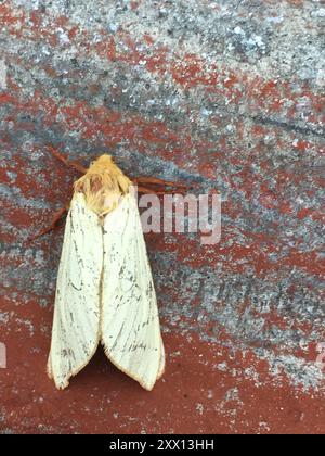 Ghost Moth (Hepialus humuli), Insecta, Mount Pleasant Farm, Cornholme ...