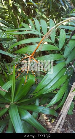 pacaya palm (Chamaedorea tepejilote) Plantae Stock Photo - Alamy