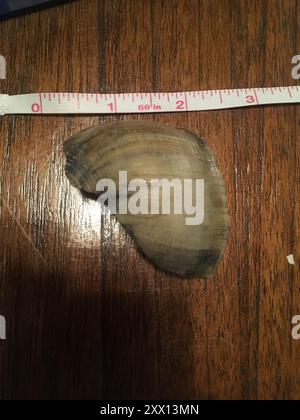 Channeled Whelk (Busycotypus canaliculatus) Mollusca Stock Photo - Alamy
