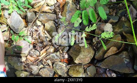 littleleaf sensitive-briar (Mimosa microphylla) Plantae Stock Photo - Alamy