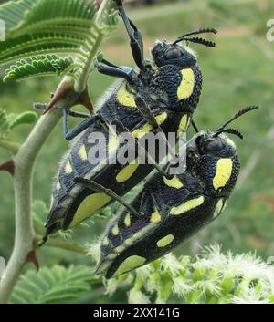 (Sternocera orissa orissa Stock Photo - Alamy