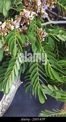 Machaeriums (Machaerium) Plantae Stock Photo - Alamy