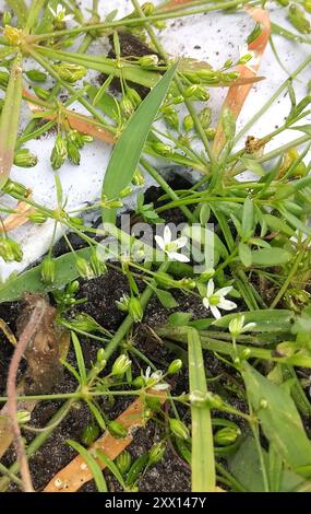 green carpetweed (Mollugo verticillata) Plantae Stock Photo - Alamy