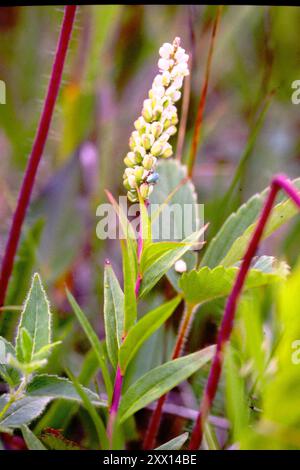 Seneca snakeroot (Polygala senega) Plantae Stock Photo - Alamy