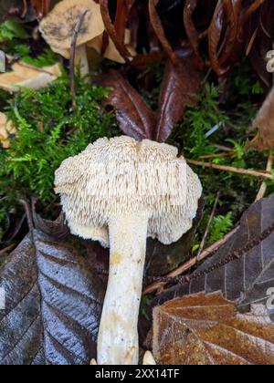 depressed hedgehog (Hydnum umbilicatum) Fungi Stock Photo - Alamy