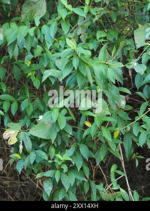 Chinese Hydrangea (Hydrangea chinensis) Plantae Stock Photo - Alamy