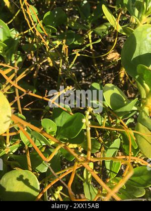 laurel dodder (Cassytha filiformis) Plantae Stock Photo - Alamy
