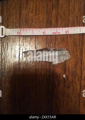 Pen Shells (Pinnidae) Mollusca Stock Photo - Alamy