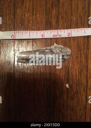 Pen Shells (Pinnidae) Mollusca Stock Photo - Alamy