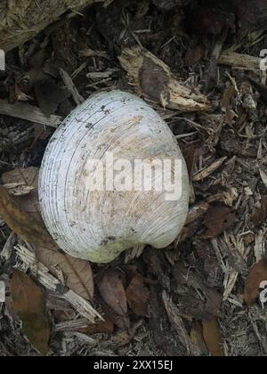 Southern Quahog (Mercenaria campechiensis) Mollusca Stock Photo - Alamy