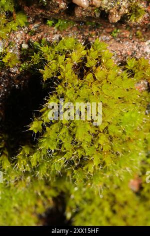 Intermediate Screw-moss (Syntrichia montana) Plantae Stock Photo - Alamy