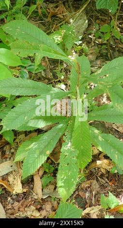 Guinea-flower family (Dilleniaceae) Plantae Stock Photo - Alamy
