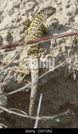 Black-faced Smooth-throated Lizard (Liolaemus melanops) Reptilia Stock ...