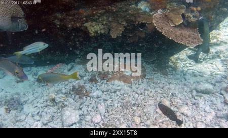 Yellowtail Emperor (Lethrinus atkinsoni) Actinopterygii Stock Photo - Alamy