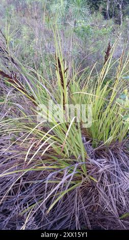 Hawaiian forest sawsedge (Gahnia beecheyi) Plantae Stock Photo - Alamy
