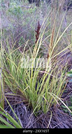 Hawaiian forest sawsedge (Gahnia beecheyi) Plantae Stock Photo - Alamy