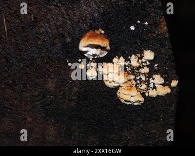 serried porecrust (Fomitopsis serialis) Fungi Stock Photo - Alamy