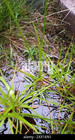 Flat-leaved Rush (Juncus planifolius) Plantae Stock Photo - Alamy