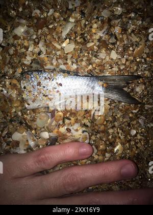 Common Mullets (Mugil) Actinopterygii Stock Photo - Alamy