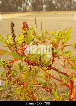 Inkweed (Phytolacca octandra) Plantae Stock Photo - Alamy