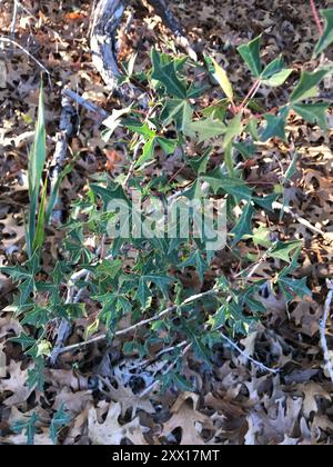Agarita (Berberis trifoliolata) Plantae Stock Photo - Alamy