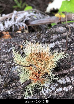 Red Beard Lichen (Usnea rubicunda) Fungi Stock Photo - Alamy