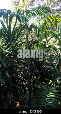 pacaya palm (Chamaedorea tepejilote) Plantae Stock Photo - Alamy