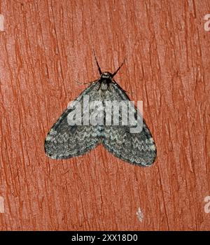 Western Bruce Spanworm (Operophtera occidentalis) Insecta Stock Photo ...