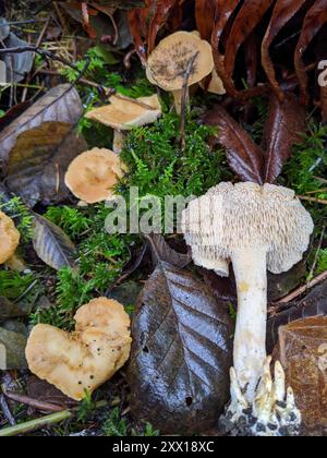 depressed hedgehog (Hydnum umbilicatum) Fungi Stock Photo - Alamy