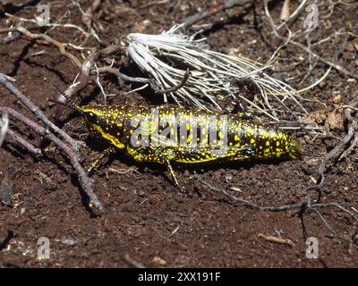 Spotted Mountain-grasshopper (Monistria concinna) Insecta Stock Photo ...