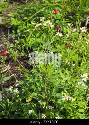Phasey Bean (Macroptilium lathyroides) Plantae Stock Photo - Alamy