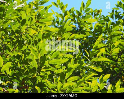 Formosan Michelia (Magnolia compressa formosana) Plantae Stock Photo ...
