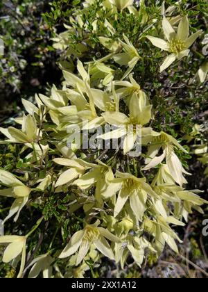 Forster's Clematis (Clematis forsteri) Plantae Stock Photo - Alamy