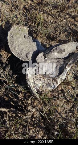 True Oysters (Ostreidae) Mollusca Stock Photo - Alamy