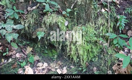 spikemosses (Selaginellales) Plantae Stock Photo - Alamy
