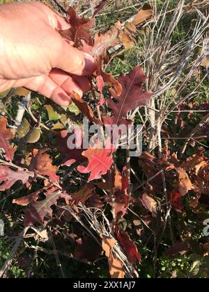 White Shin Oak (Quercus sinuata breviloba Stock Photo - Alamy