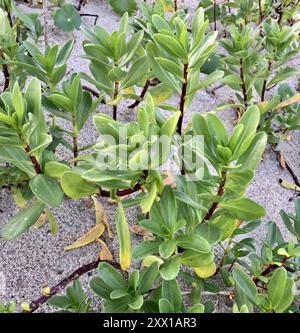 Dune Marsh-elder (Iva imbricata) Plantae Stock Photo - Alamy